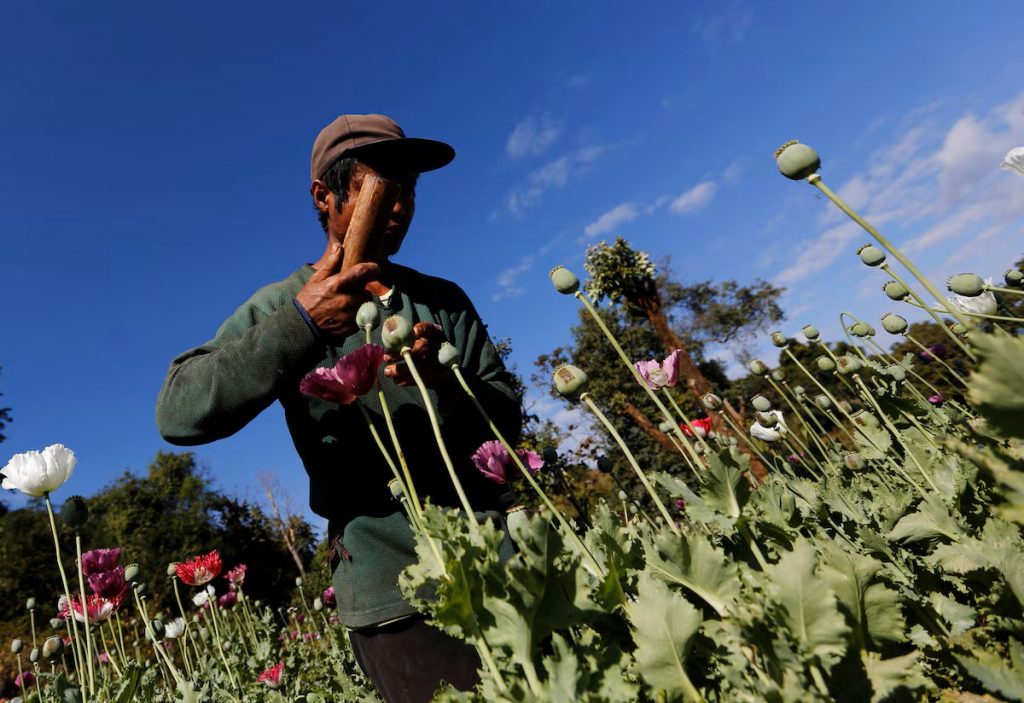 Myanmar's opium poppy cultivation hits highest level in a decade, UN says - DVB
